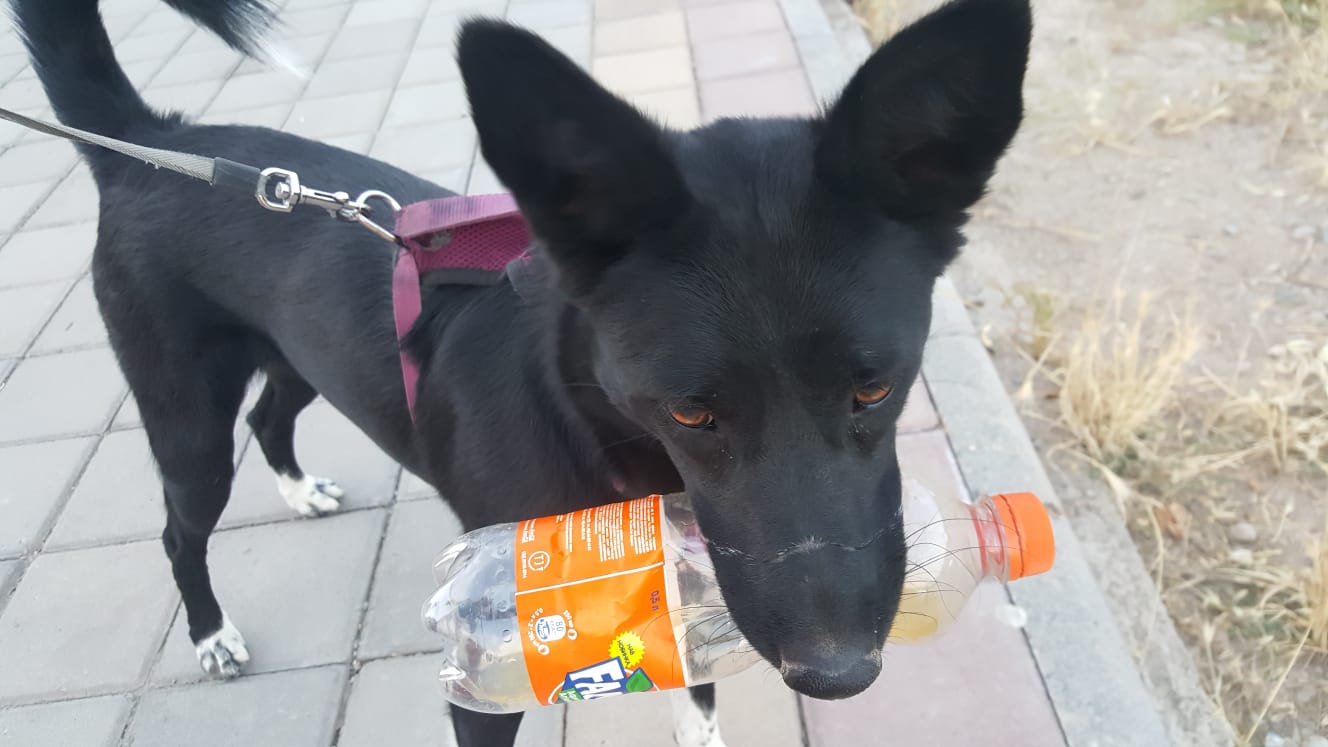 Bim and bumpy roads in Tajikistan: A dog as guard and companion “in the ...